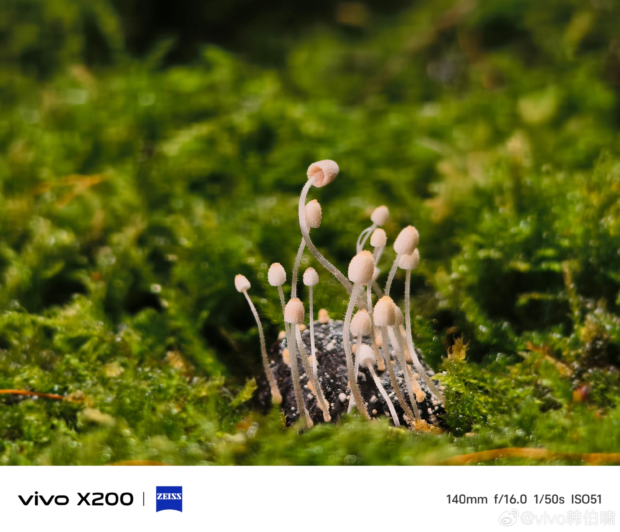 Vivo X200 camera samples showcase distant, close-up photography ...